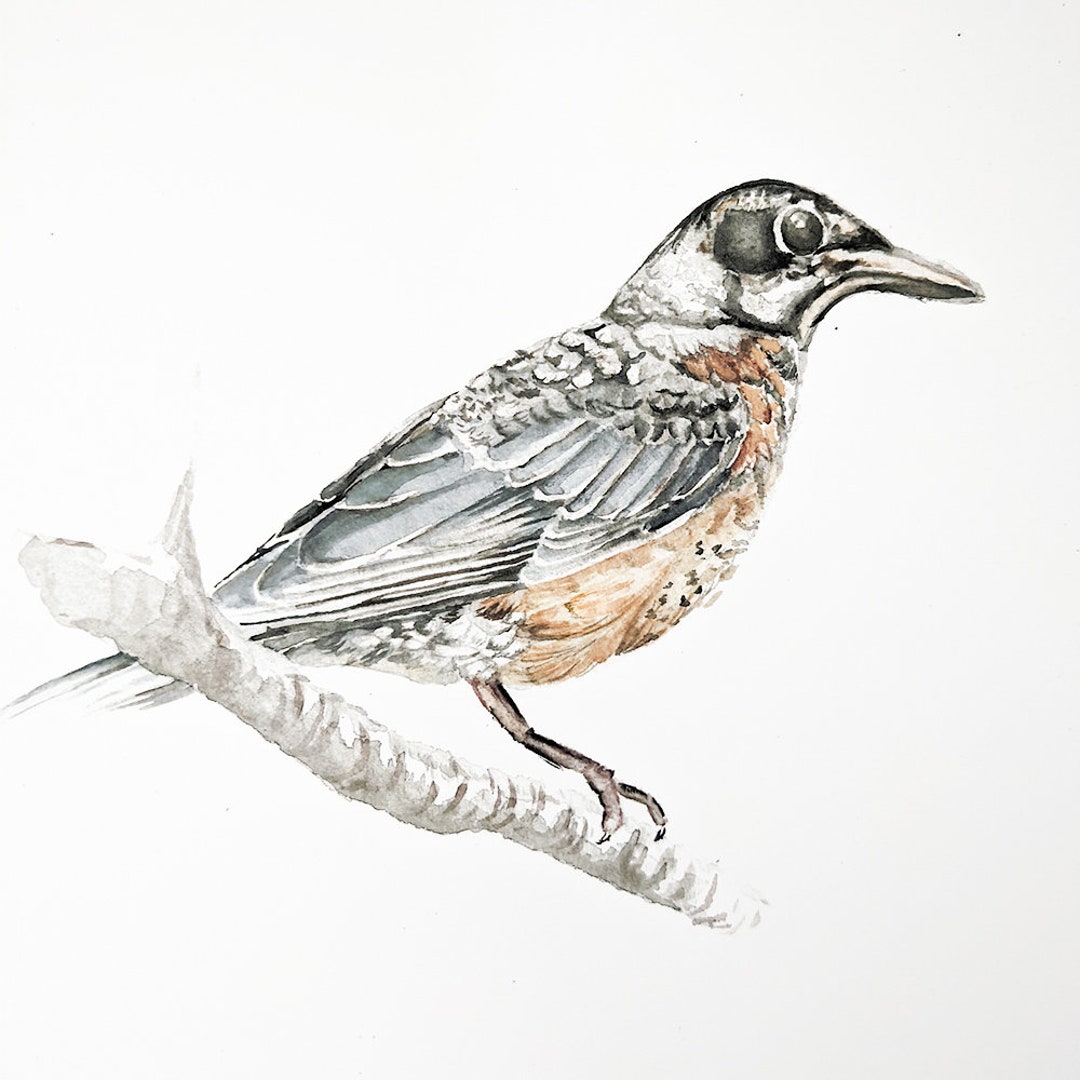 Speckled Robin Detailed Watercolor Art Print, Painted Bird Illustration ...