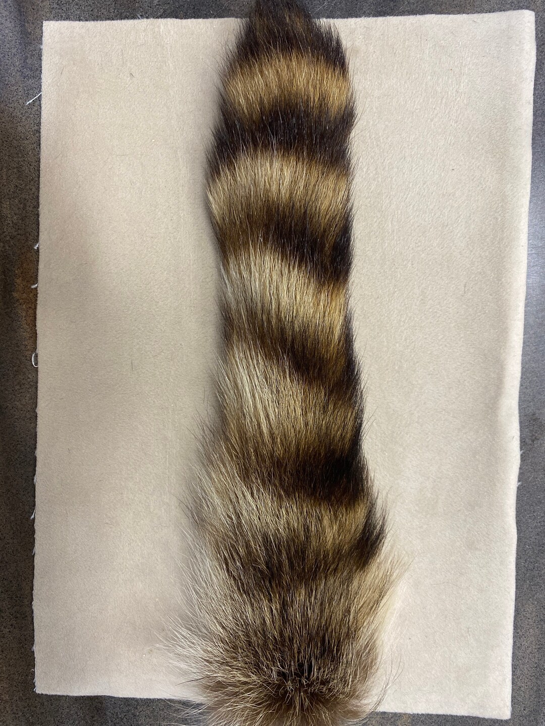 Natural Raccoon Tail Keychain - Etsy
