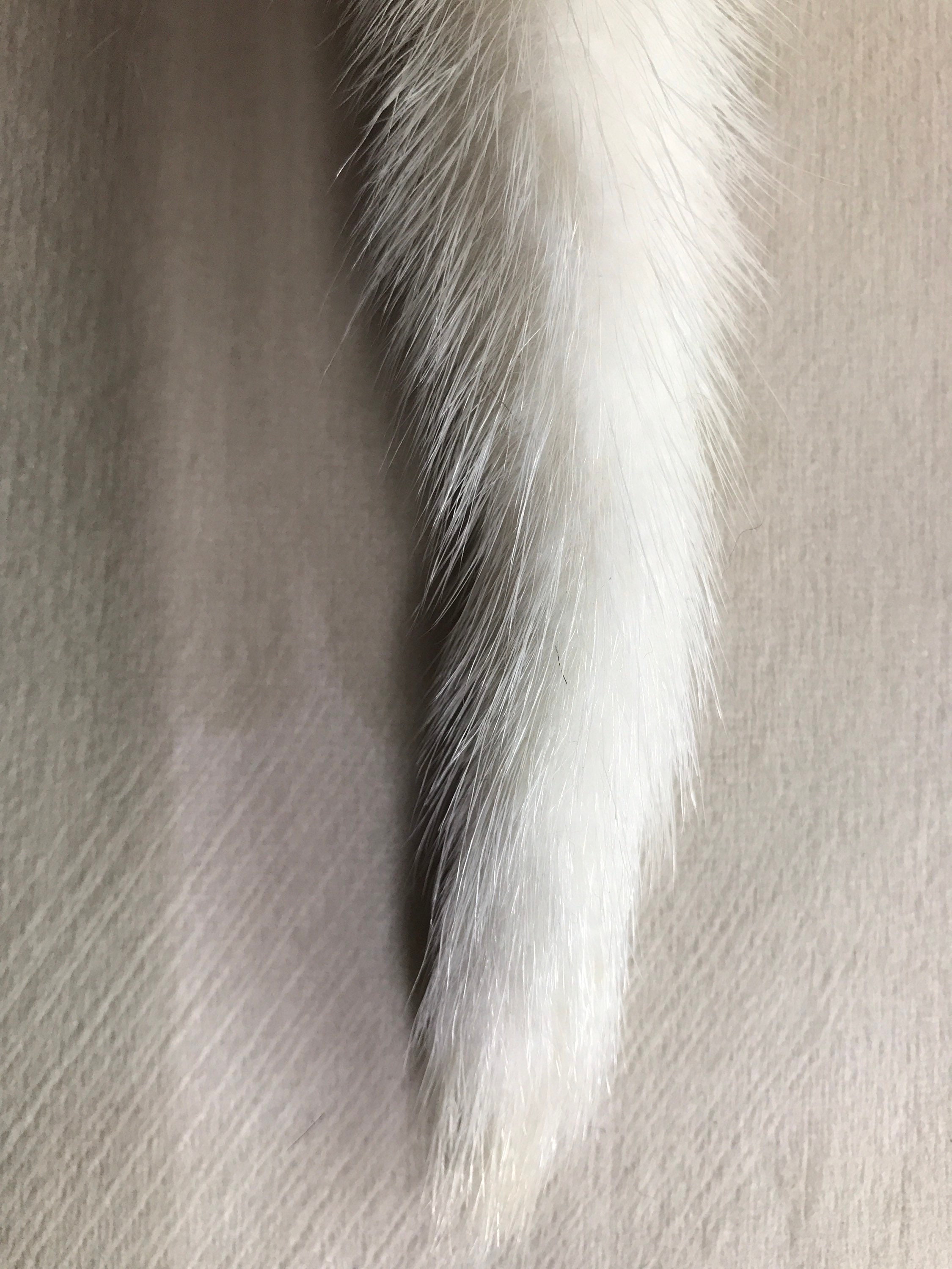 Natural white Mink tail keychain | Etsy