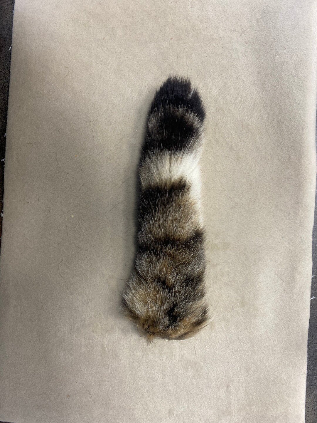 Natural Bobcat Tail Keychain - Etsy