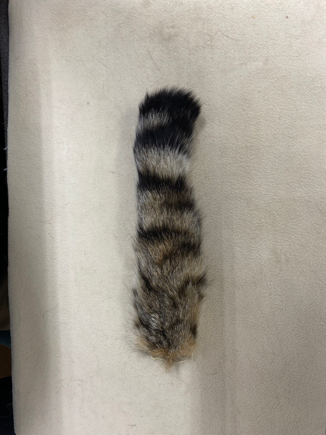 Natural Bobcat Tail Keychain - Etsy