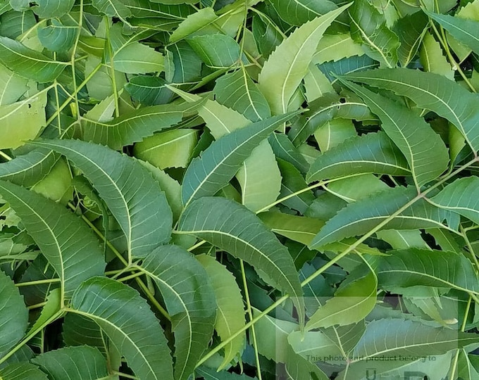 Organic Fresh Neem Leaves With Stem - Etsy