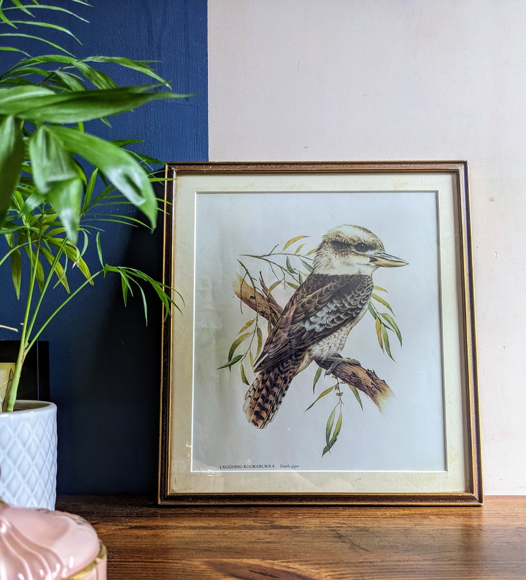 Vintage 'laughing Kookaburra' Bird Print in Vintage Solid Wood Frame ...
