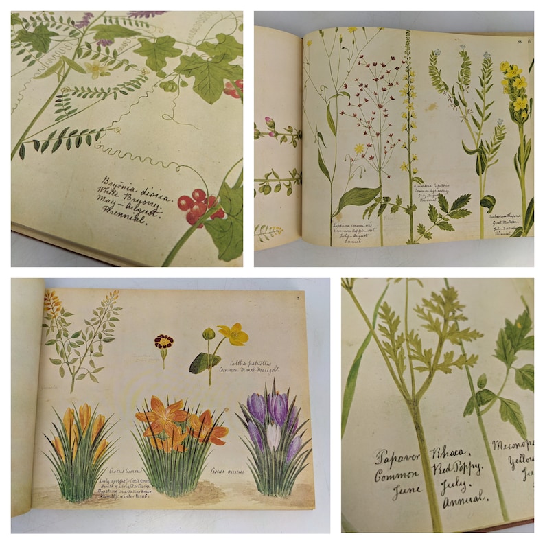 Vintage Hardback Book 'victorian Flower Album' After 1873 Watercolours ...