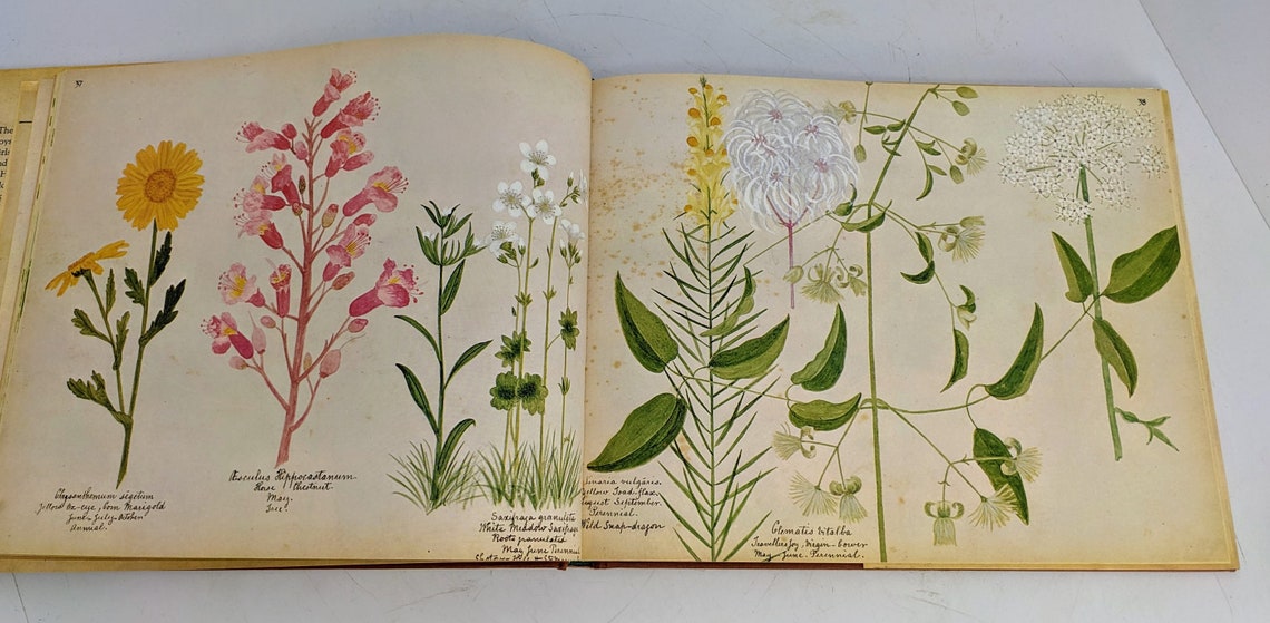 Vintage Hardback Book 'victorian Flower Album' After 1873 Watercolours ...