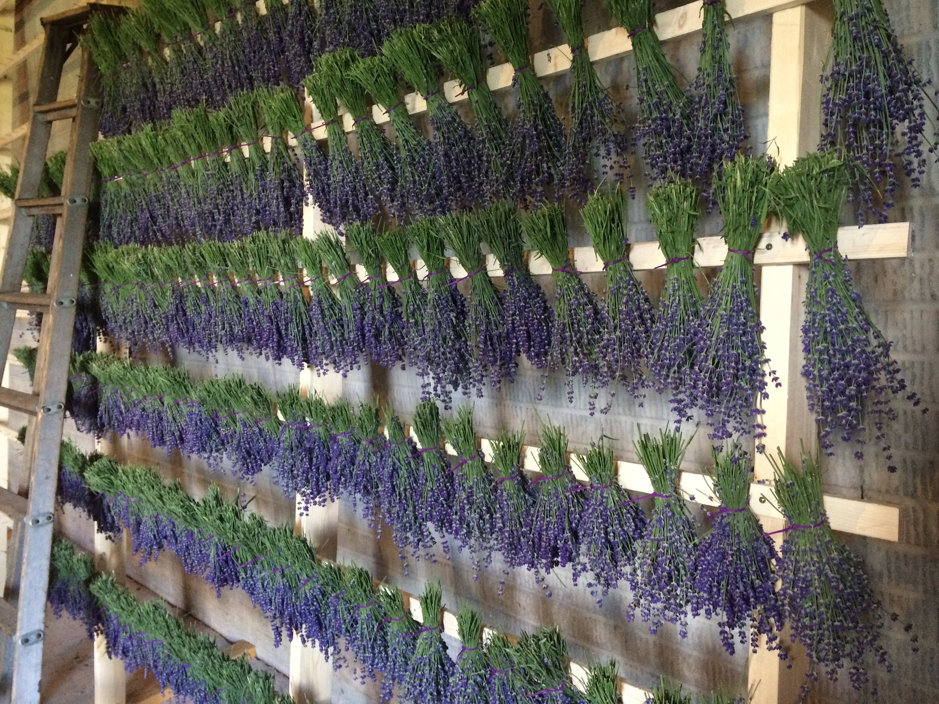 5 10" Lavender Bunches - 5 Bunches - 10" Long - 100-150 Stems/bunch ...