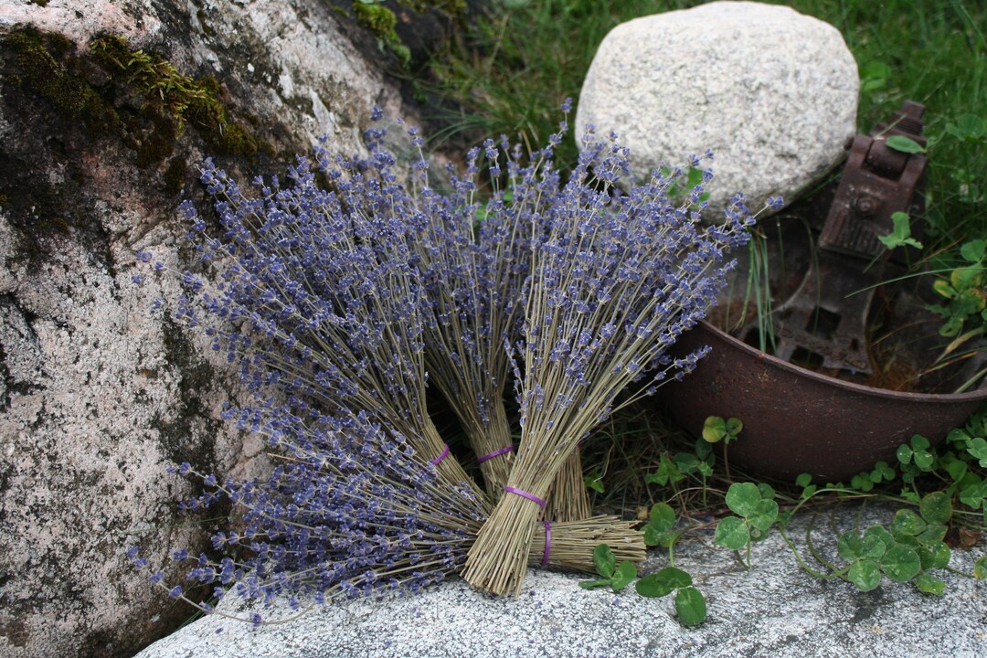 5 10" Lavender Bunches - 5 Bunches - 10" Long - 100-150 Stems/bunch ...
