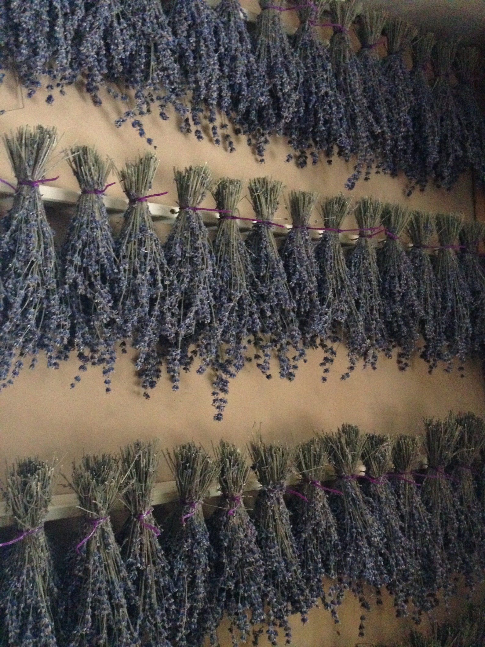 5 10" Lavender Bunches - 5 Bunches - 10" Long - 100-150 Stems/bunch ...