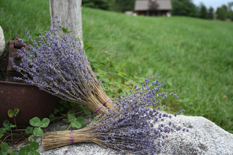 5 8" Lavender Bunches - 5 Bunches - 8" Long - 100-150 Stems/bunch Dried ...