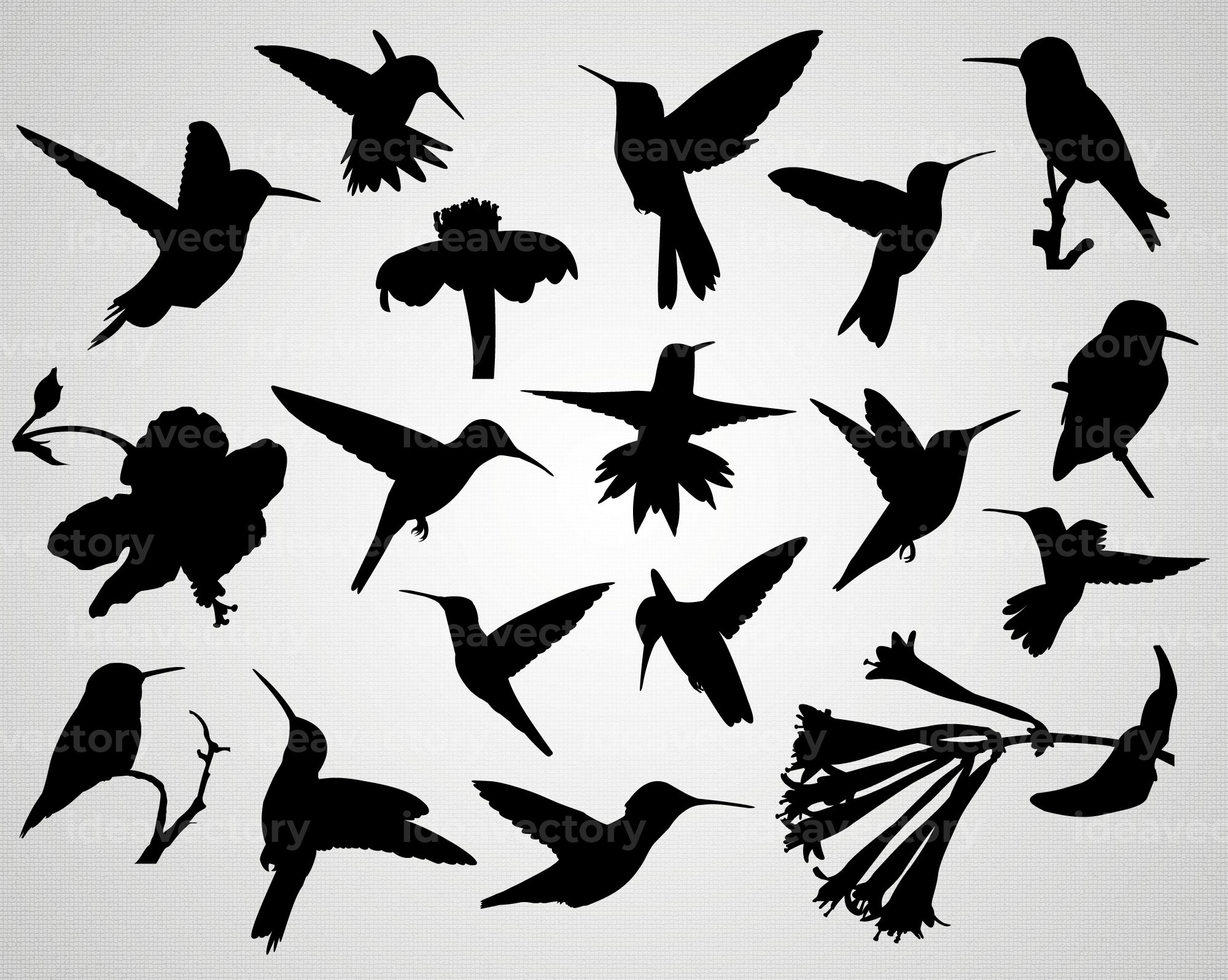 Hummingbird Vector Bundle Hummingbirds Clipart Bird Cut - Etsy