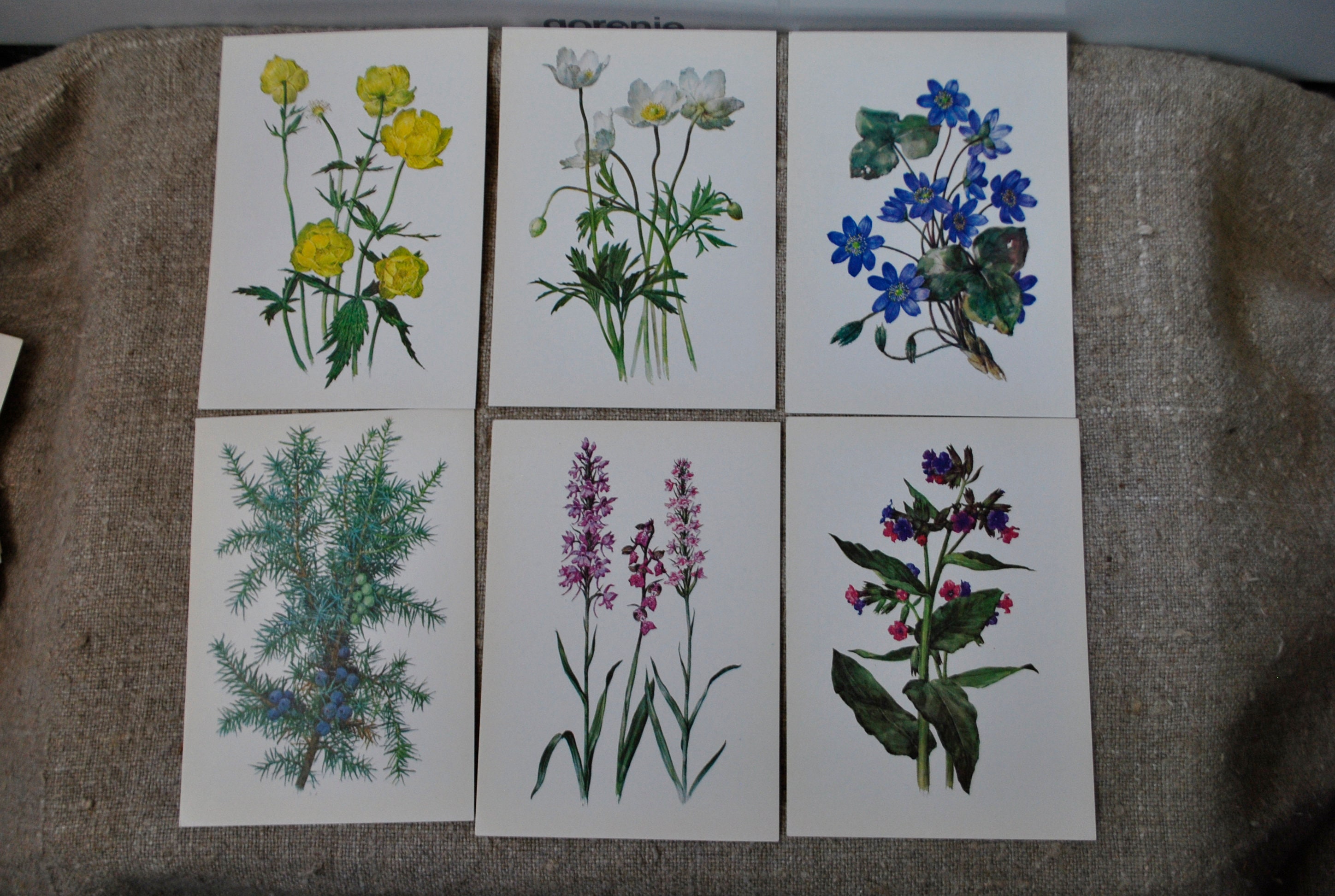 Conjunto de 32 tarjetas botánicas de color ilustraciones de | Etsy