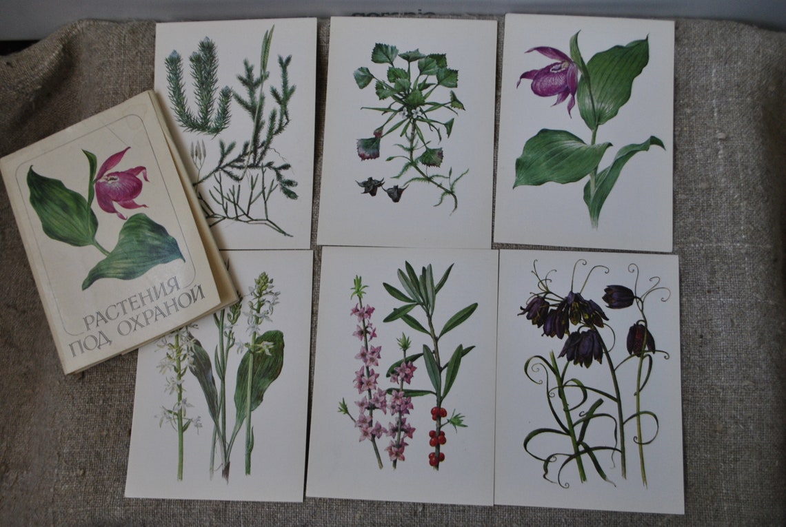 Conjunto de 32 tarjetas botánicas de color ilustraciones de | Etsy