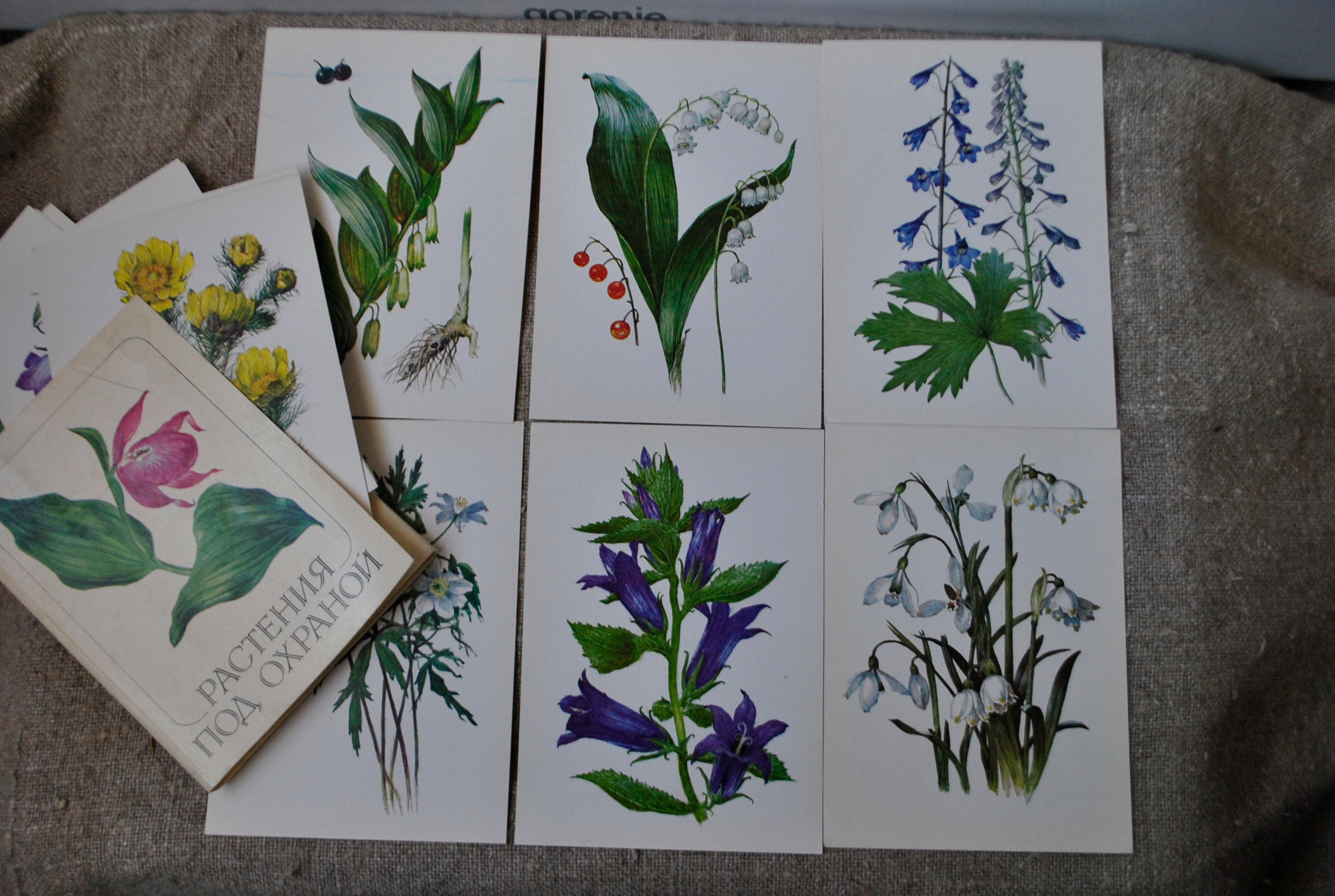 Conjunto de 32 tarjetas botánicas de color ilustraciones de | Etsy