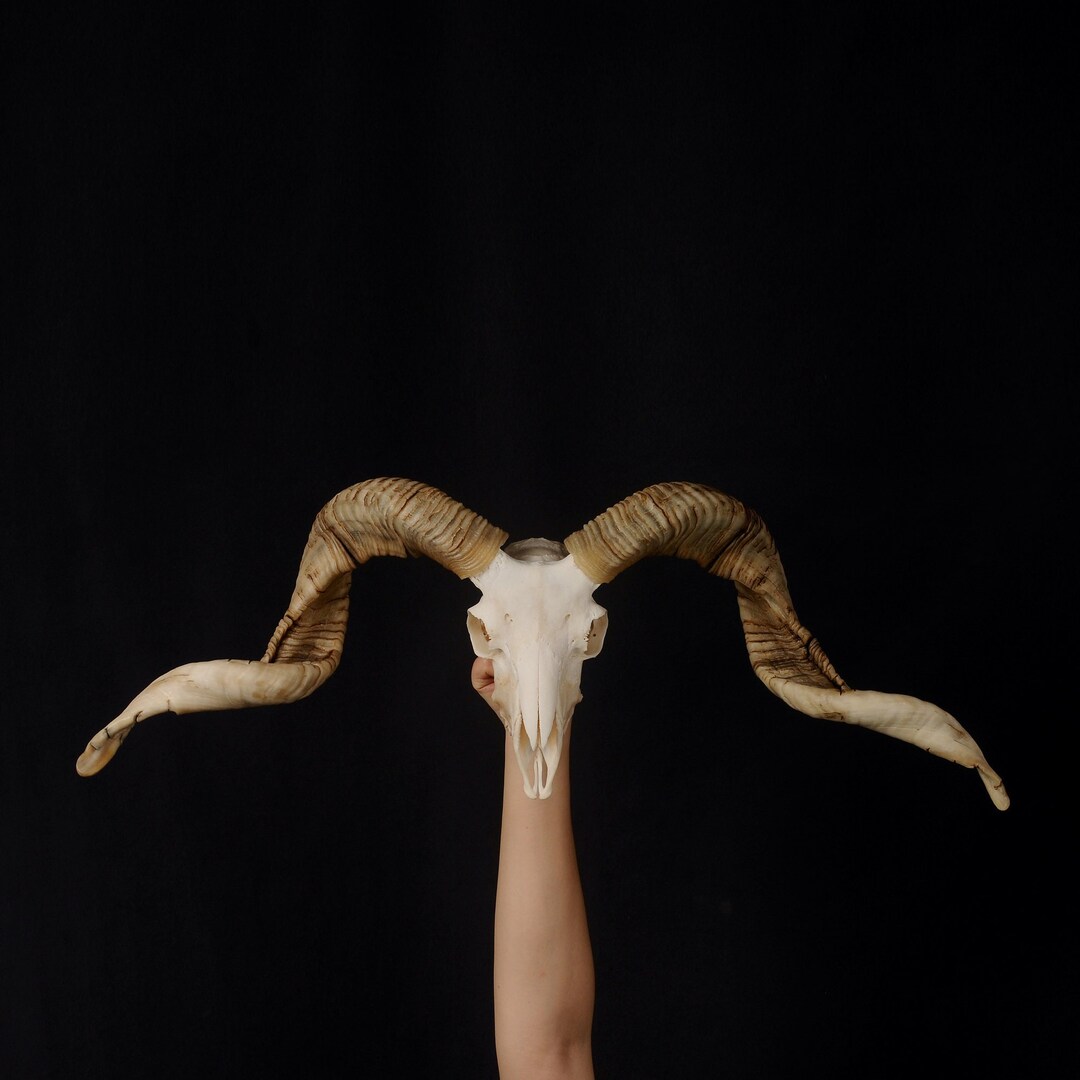 Ram Skull/artwork/skull/animal Skull/animal Specimen/animal Bones ...