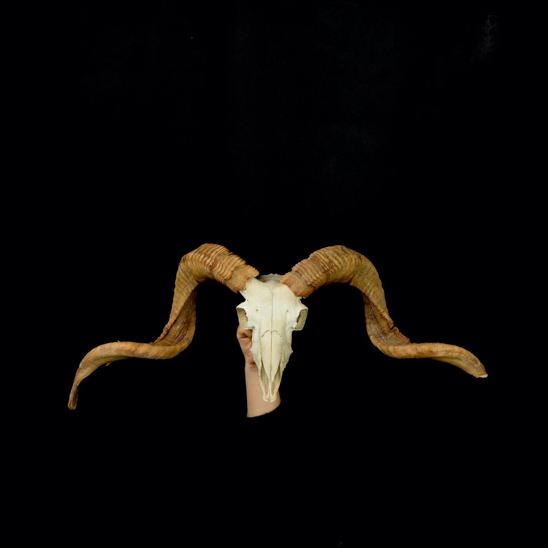 Sheep Head/ram/artwork/skull/animal Skull/taxidermy/skeleton/garden ...
