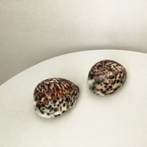 70s Vintage Leopard Cowrie Shell Pair Seashell - Etsy
