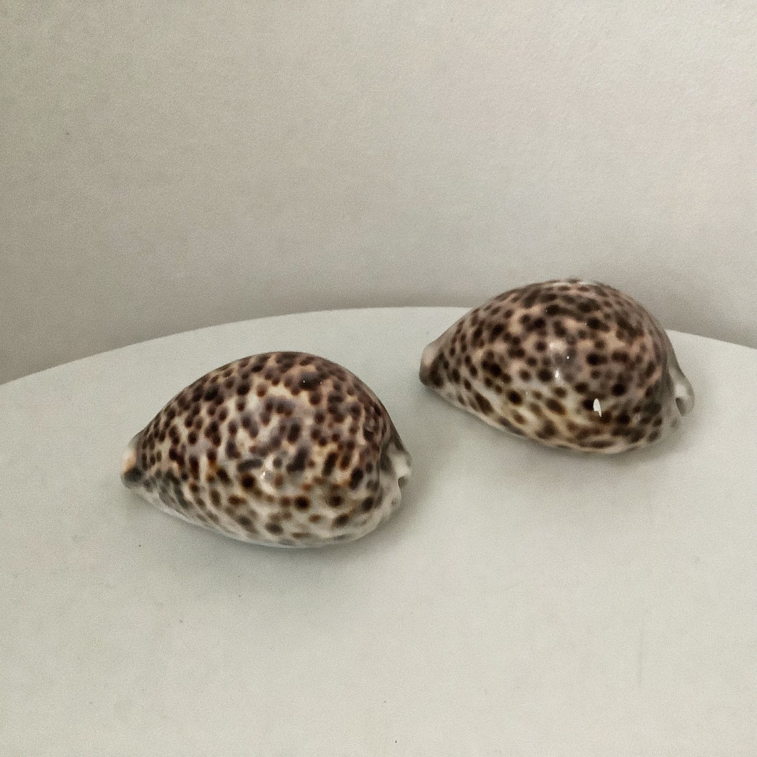 70s Vintage Leopard Cowrie Shell Pair Seashell - Etsy