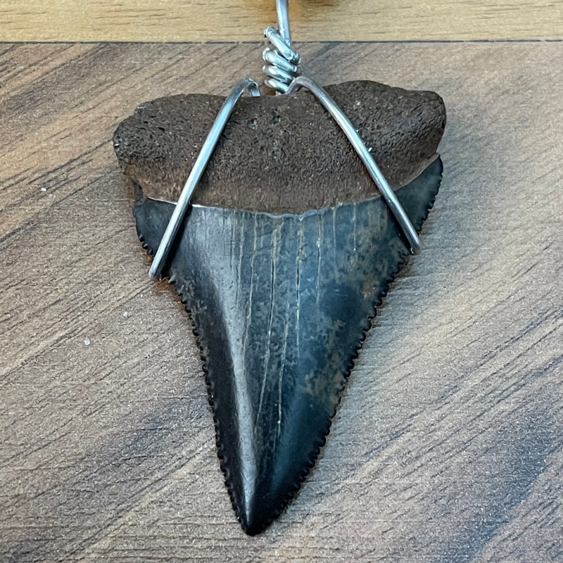 Shark Tooth Display - Etsy