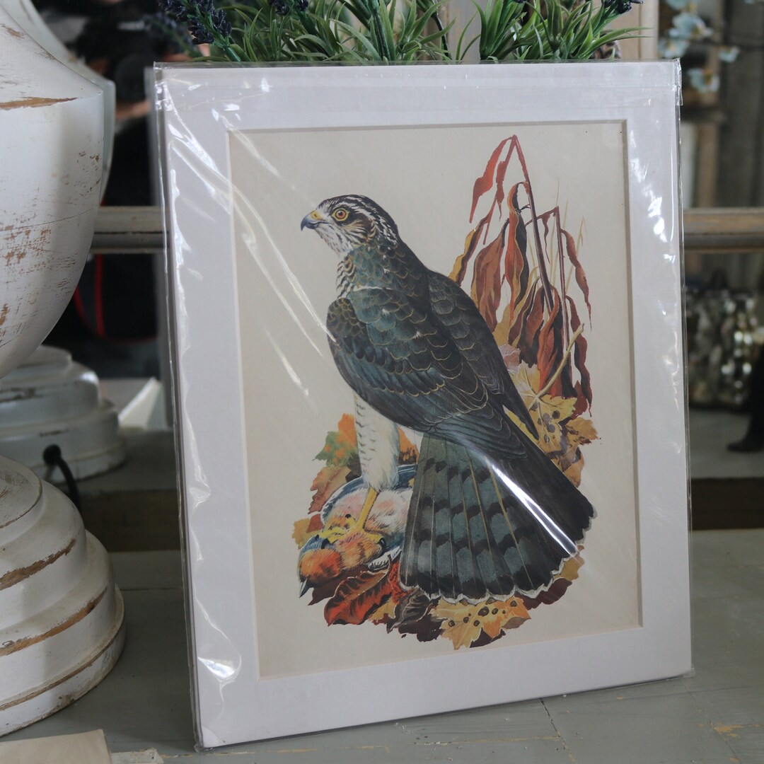 Vintage Falcon Bird Print - Etsy UK