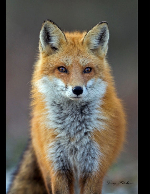 Red Fox Portrait 13 X 19 Photograph | Etsy