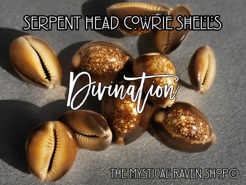 Blessed Cowrie Shells; Serpent Head Cowrie, Obi Divination, Hoodoo ...