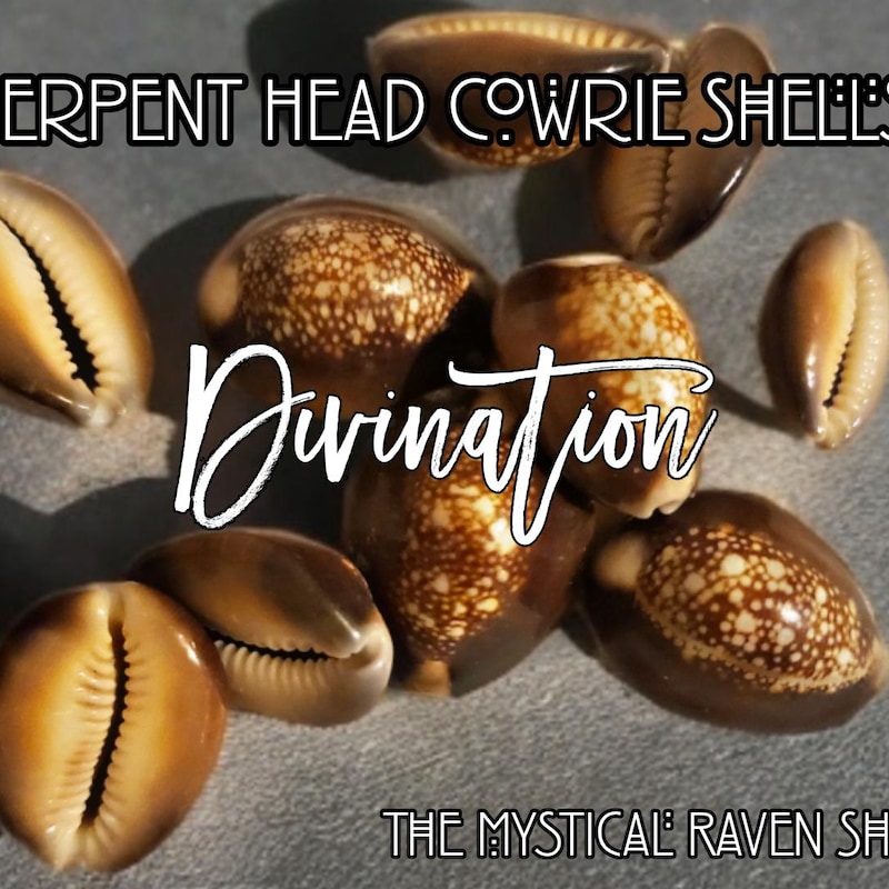 Cowrie - Etsy