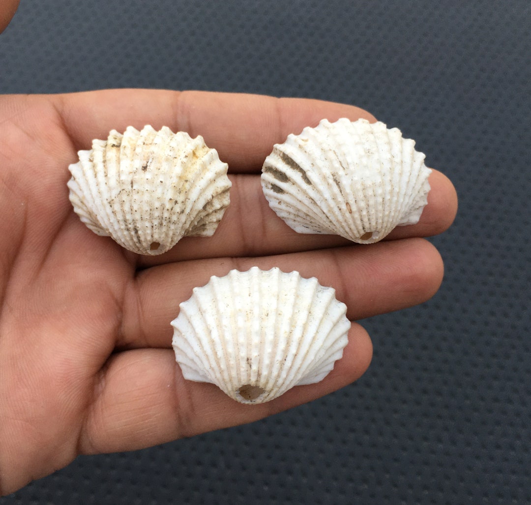 Genuine White Scallop Shell,3 Pieces Sea Shell, Size 34x27-36x28 MM ...