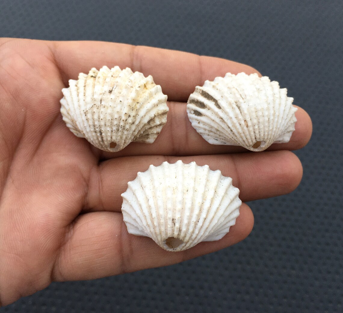 Genuine White Scallop Shell3 Pieces Sea Shell Size - Etsy
