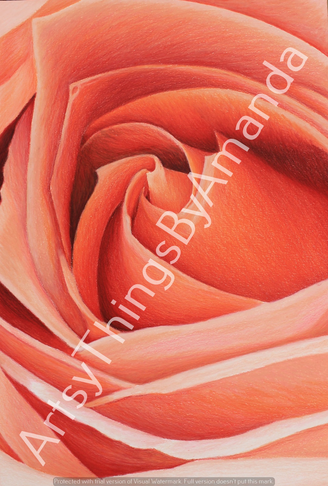 Rose Drawing ~ Colored Pencil - Etsy