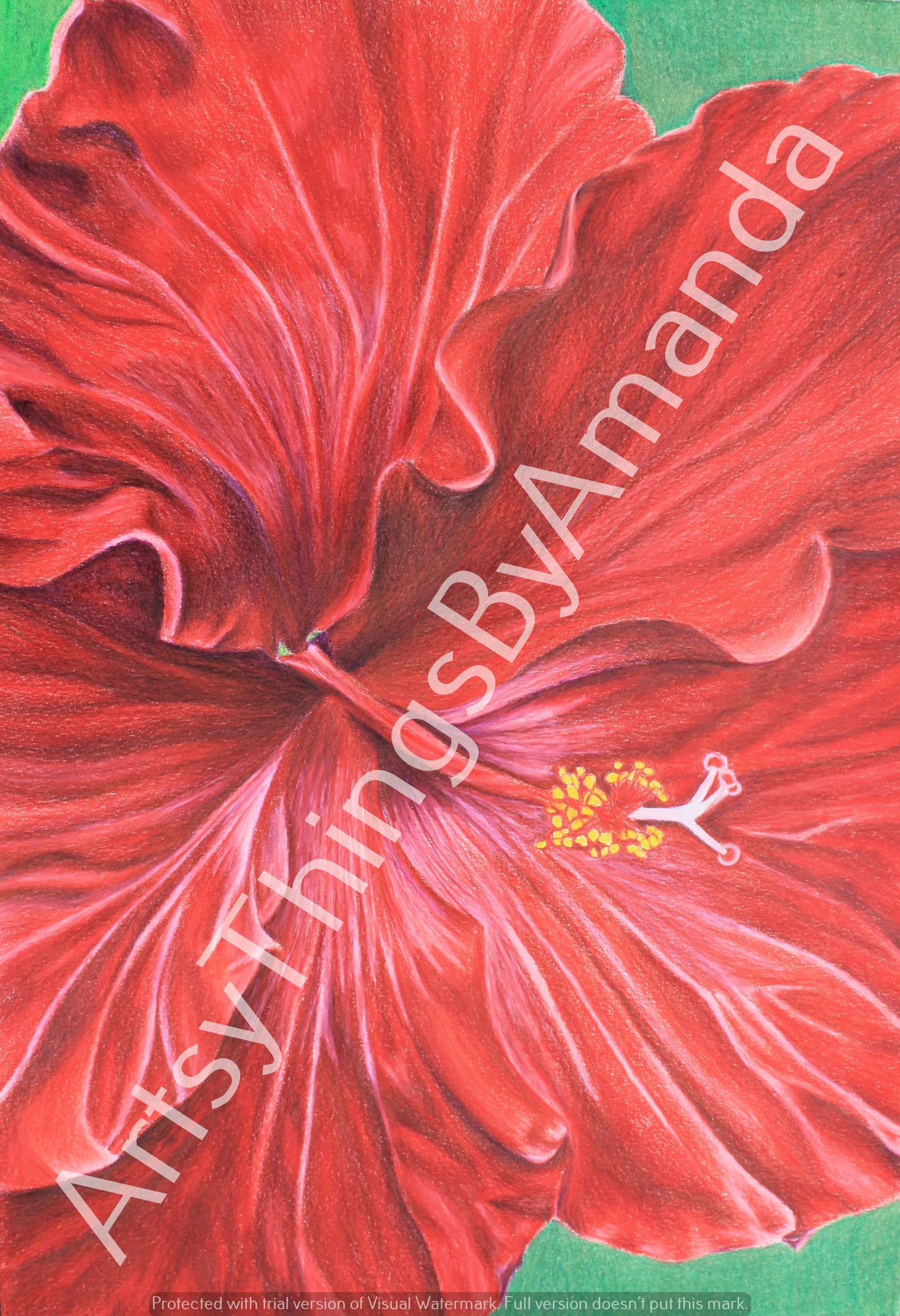 Hibiscus Drawing ~ Colored Pencil - Etsy