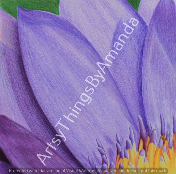 Lotus Flower Drawing Colored Pencil | Etsy