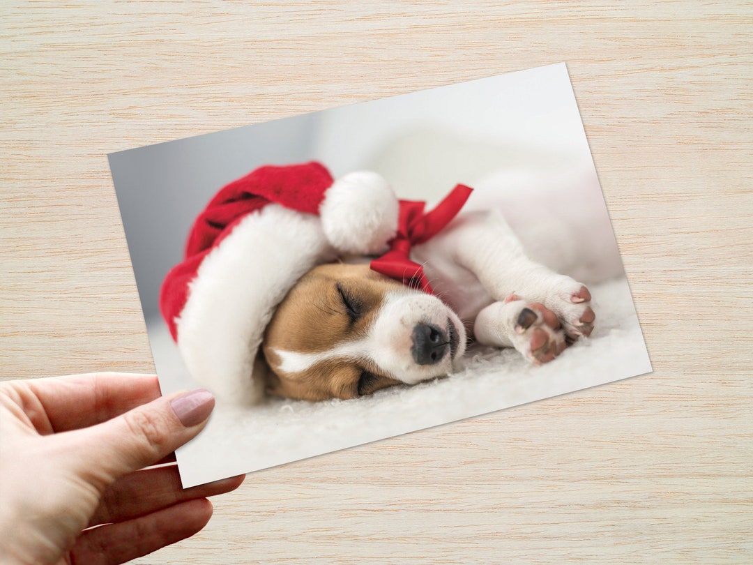 Jack Russell Christmas Cards & Packs Jack Russell Dog Terrier Sleeping ...