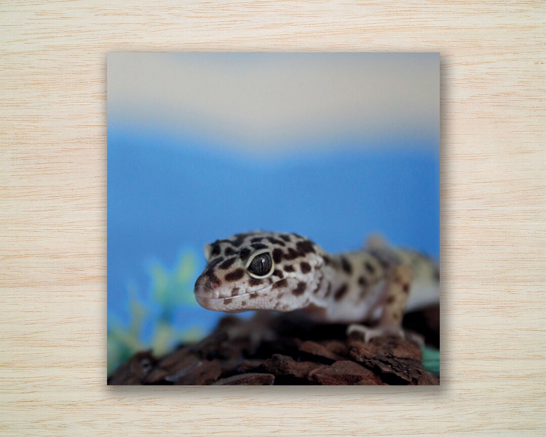 Leopard Gecko Birthday Card Lizard Card Reptile Birthday Card - Etsy
