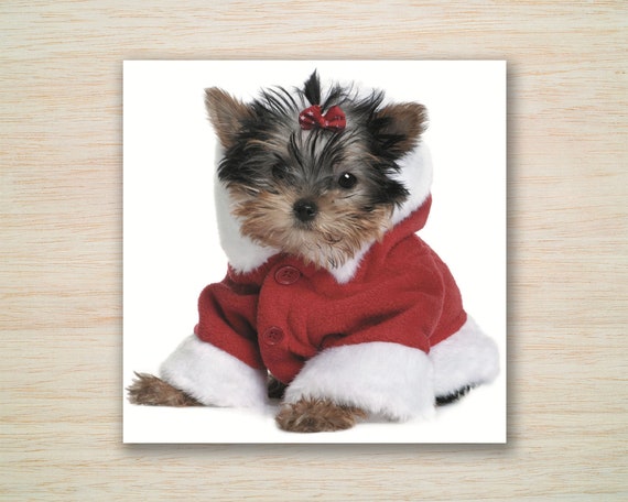 Yorkie Christmas Cards & Packs santa Yorkie - Etsy UK
