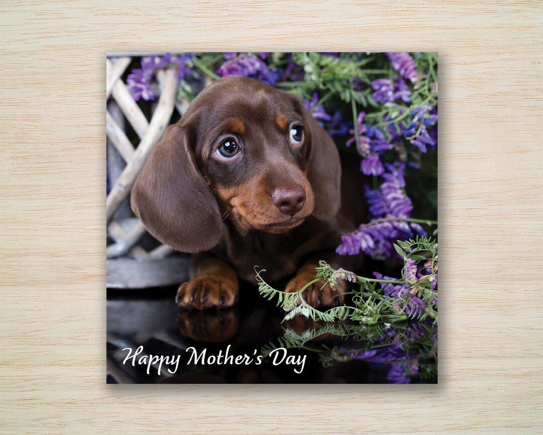 Dachshund Mother's Day Card Sausage Dog Mothers Day Card Suit Mum Mummy ...