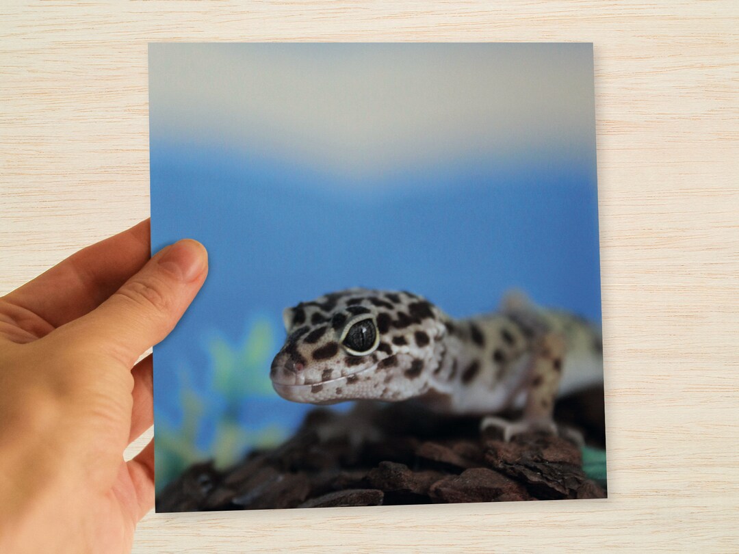 Leopard Gecko Birthday Card Lizard Card Reptile Birthday Card Jungle ...