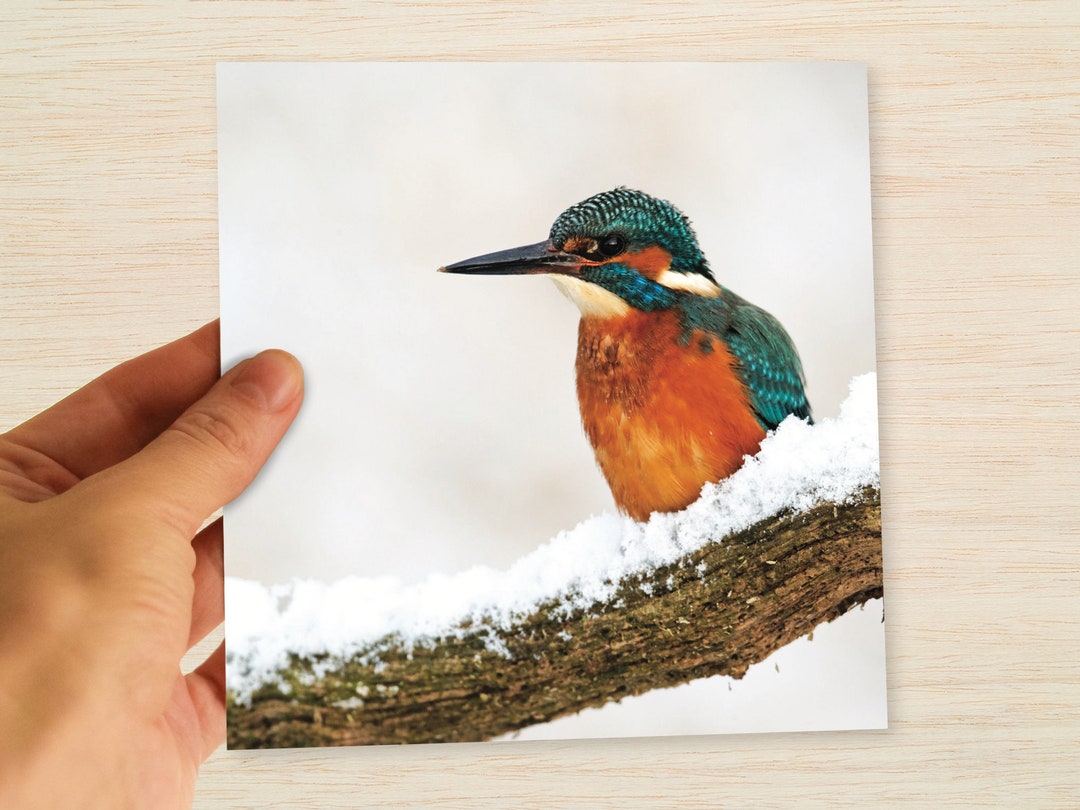 Kingfisher Christmas Cards & Packs Kingfisher in Snow Nature Christmas ...