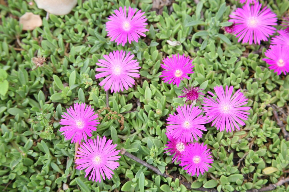Table Mountain Ice Plant Groundcover Perennial 18 POT FLAT - Etsy