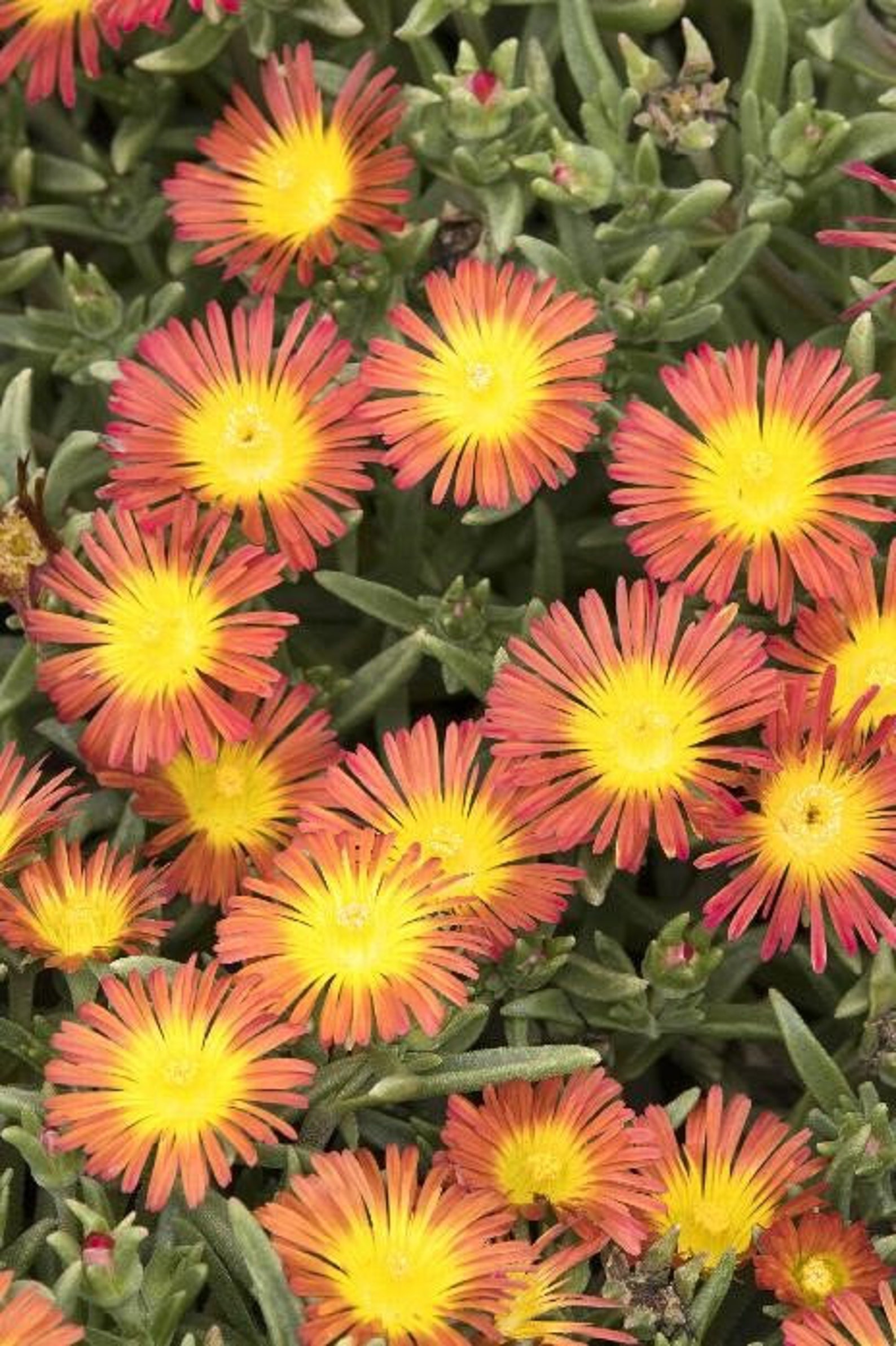 Ice Plant Wheels of Wonder Fire Wonder Set of 3 Pots - Etsy