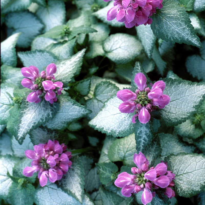 Lamium - Etsy