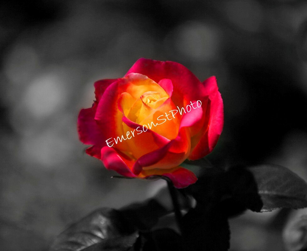 Rose With B&W Background. - Etsy