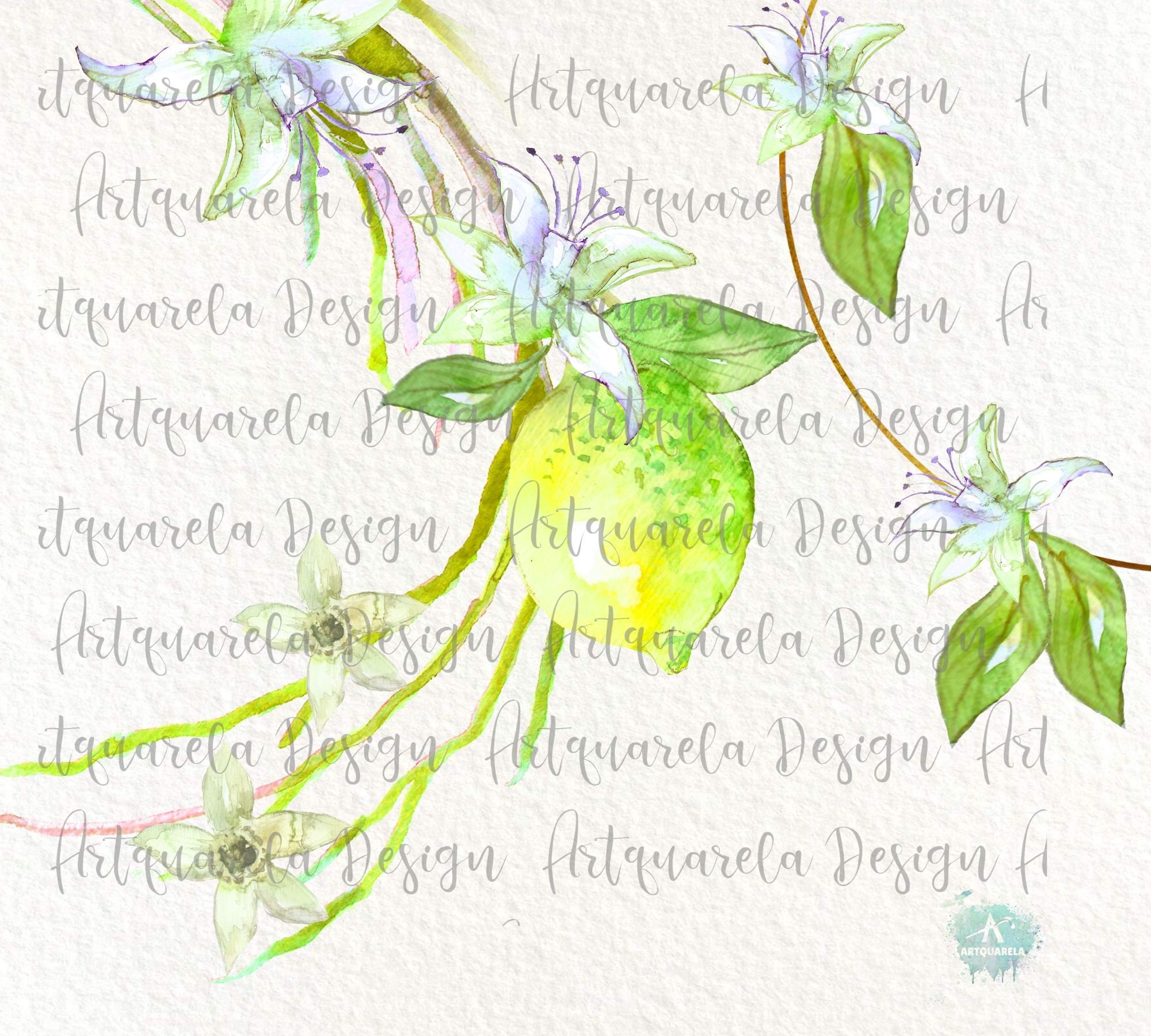 Hand Painted Watercolor Lemon Clipart Fruit Citrus Fruits Set | Etsy