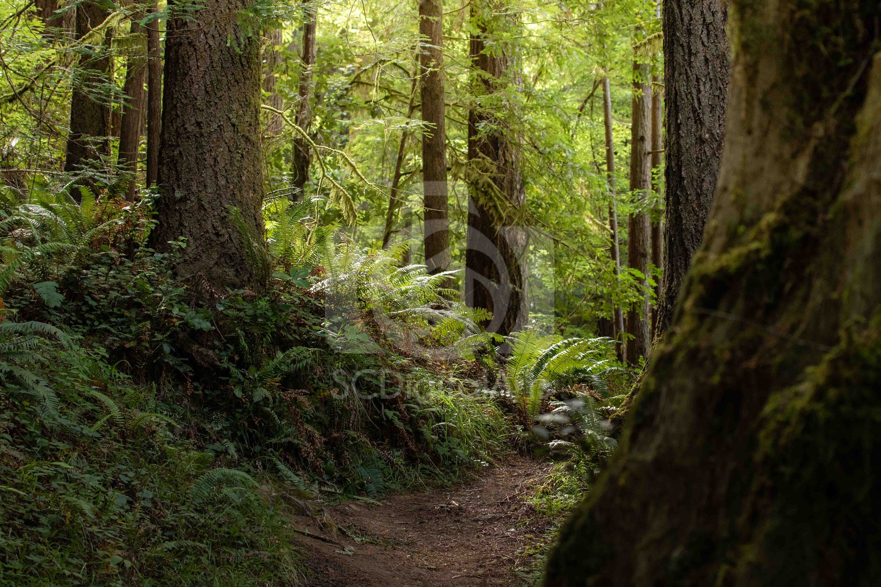 Among the Redwoods • Digital Background - Etsy
