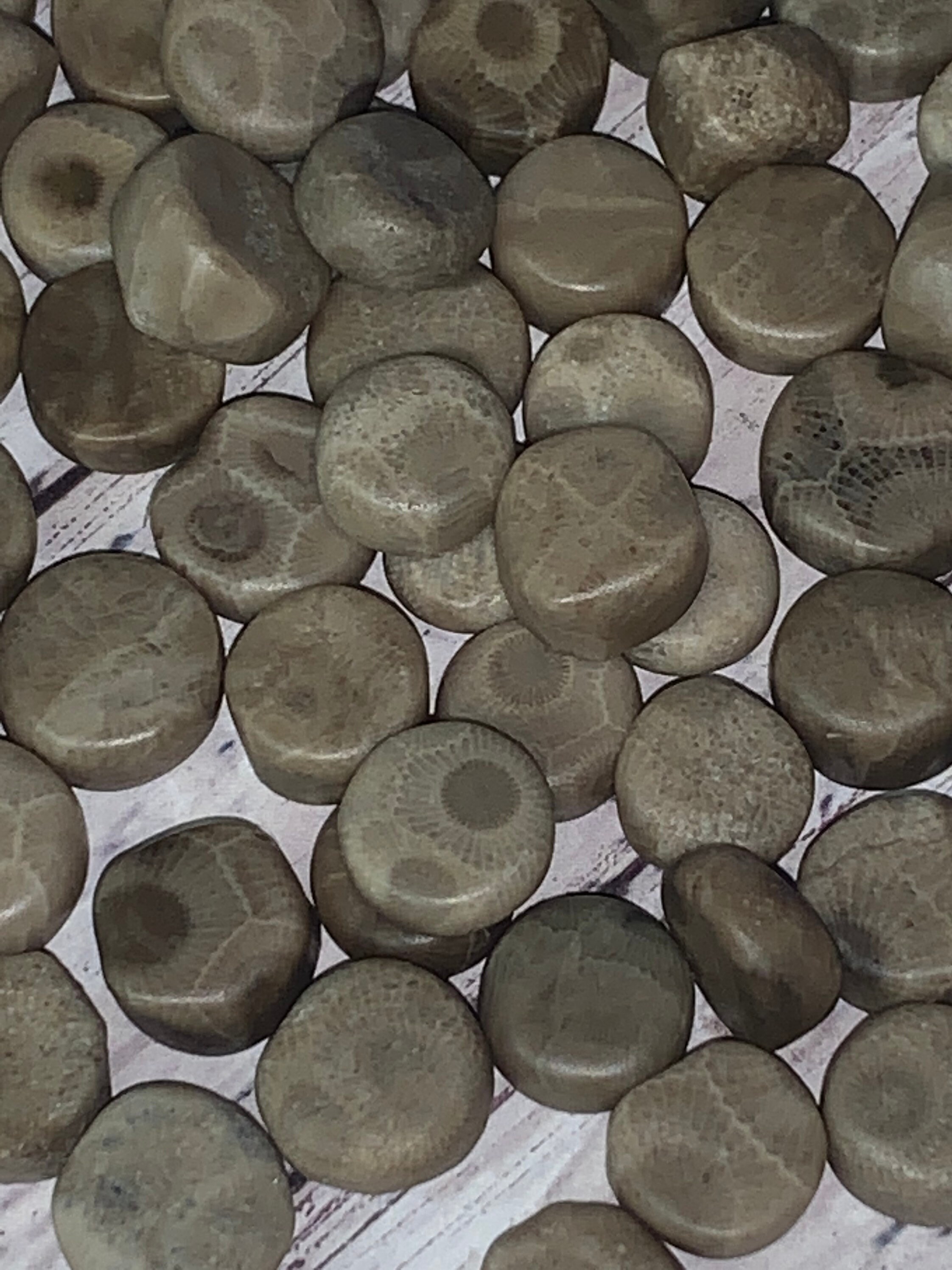 Petoskey Stone Discs Rounds 11mm 15mm | Etsy