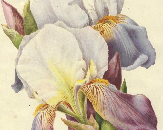 1892 Vintage Botanical Print, Old Antique Print, Flower Old ...