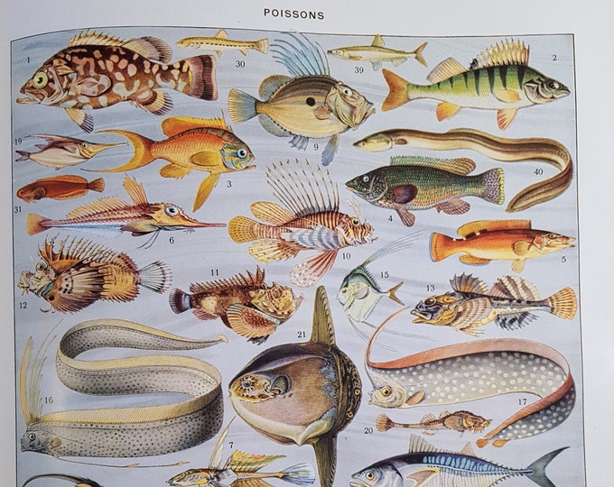 1930 POISSONS Original Vintage Antique Plank Illustrated 30s Sea Fish ...