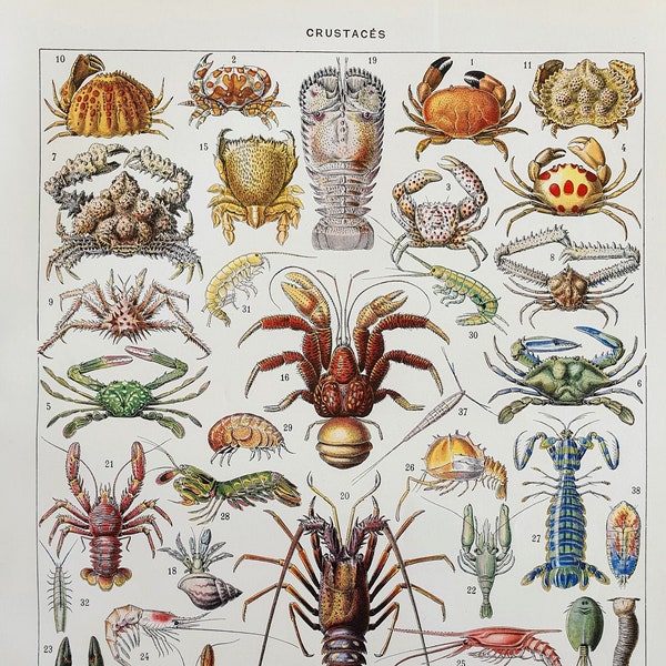 Antique Shellfish Poster - Etsy