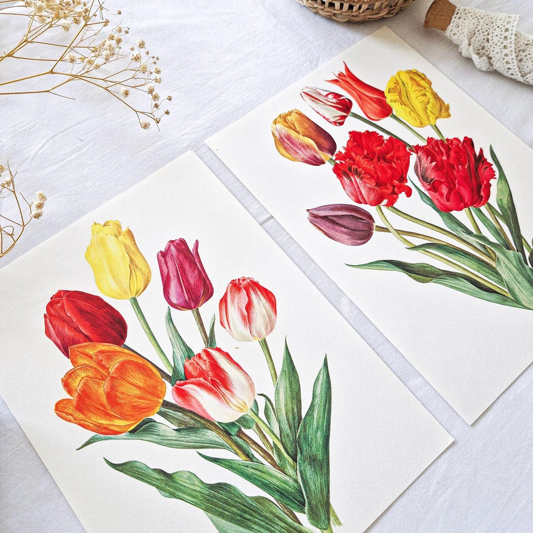 Tulip Posters, Tulip Old Botanical Prints, Set of 2 Vintage Botanicals ...