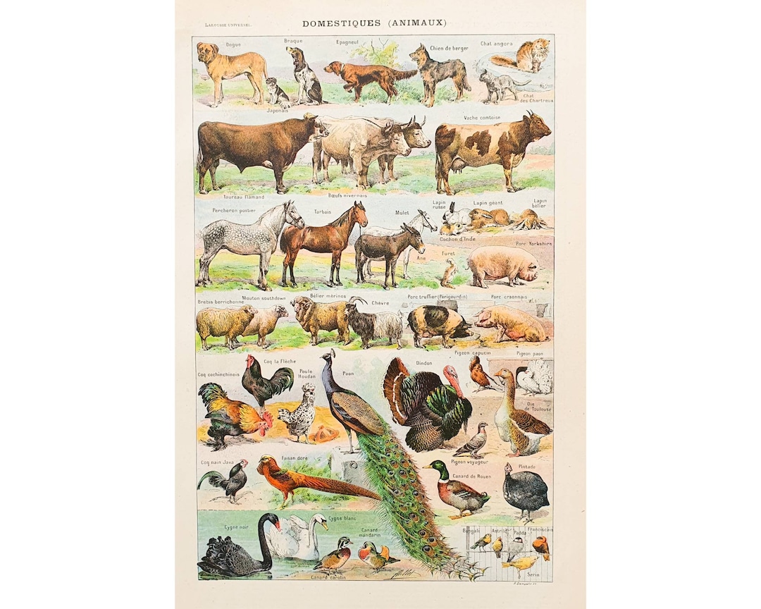 1920 FARM ANIMALS Poster Old Vintage Poster Animal Illustration Board ...