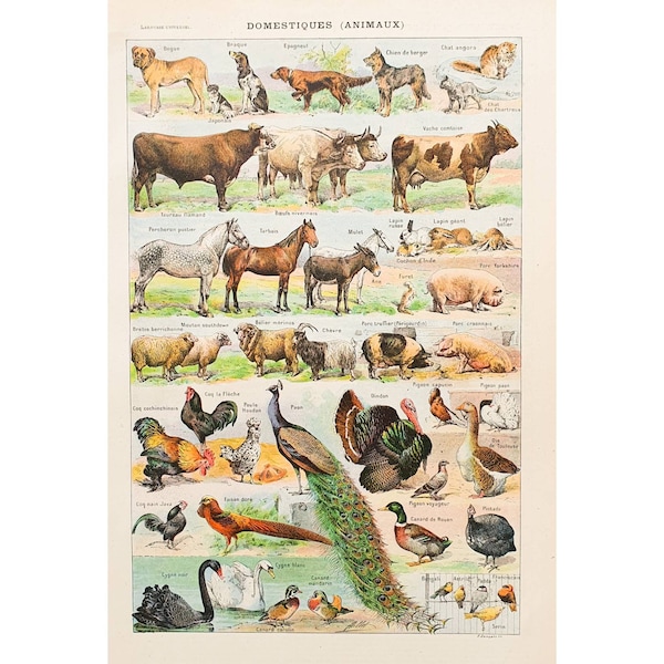 Antique French Cat Poster - Etsy